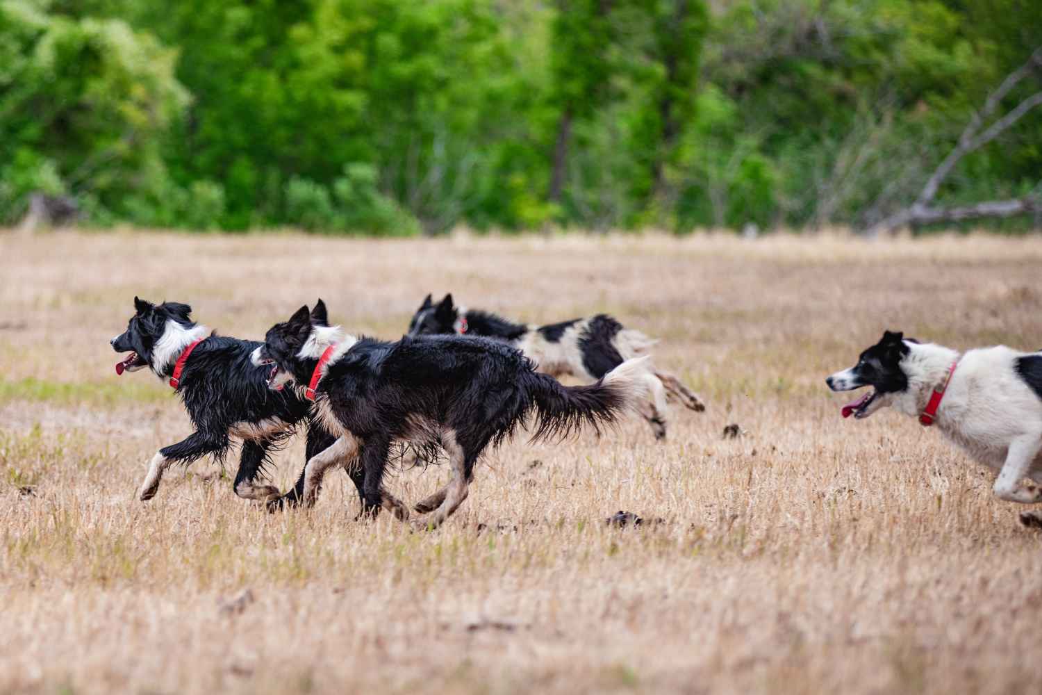 The Vital Role of Farm Dogs | Farmers Hot Line