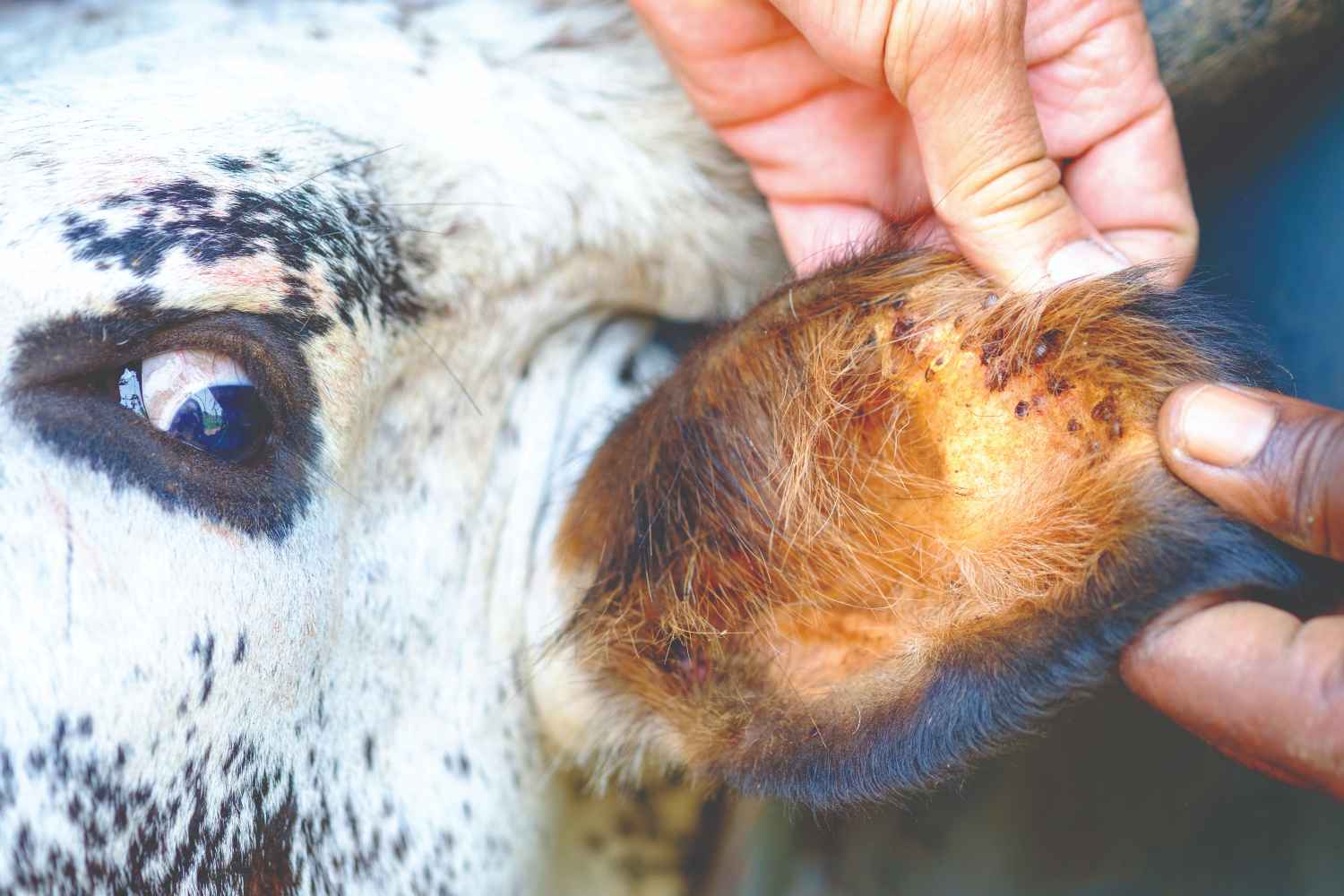 How a Newly Developed Vaccine Provides Tick Protection for Livestock ...