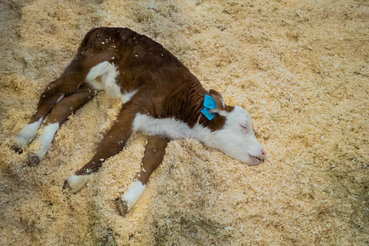 How to Create a Sick Calf Care Plan | Farmers Hot Line