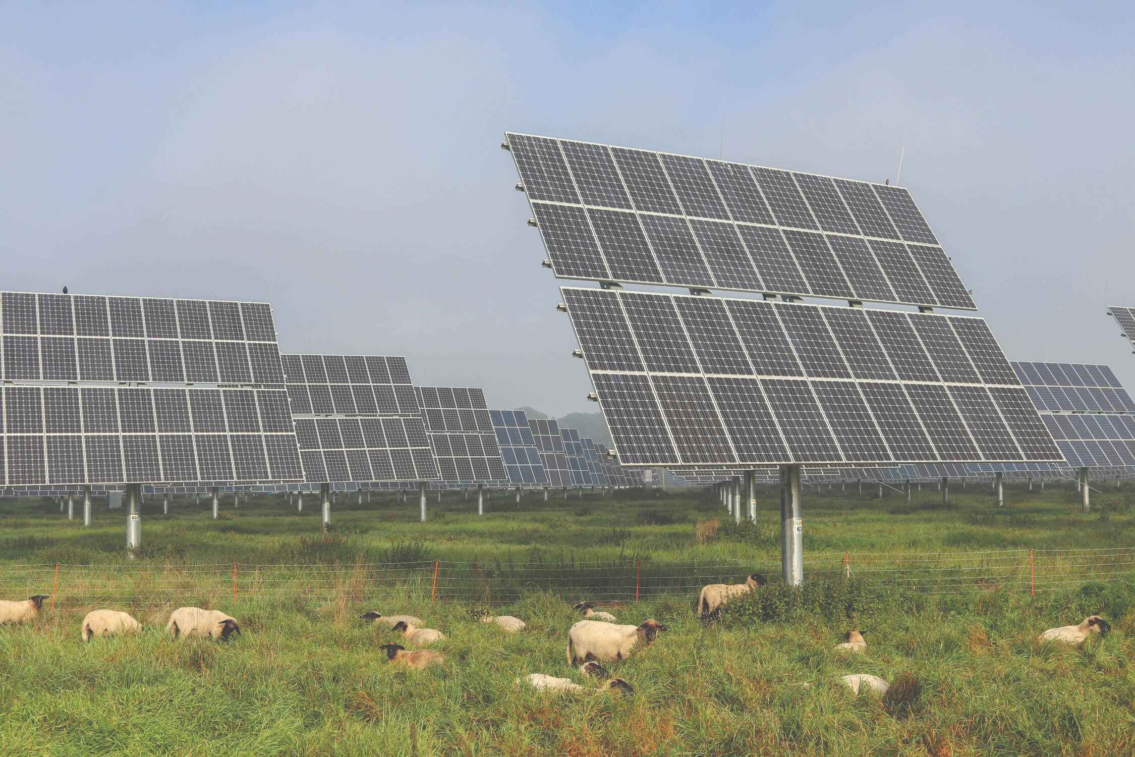 How Livestock Keep Solar Farms Green | Farmers Hot Line