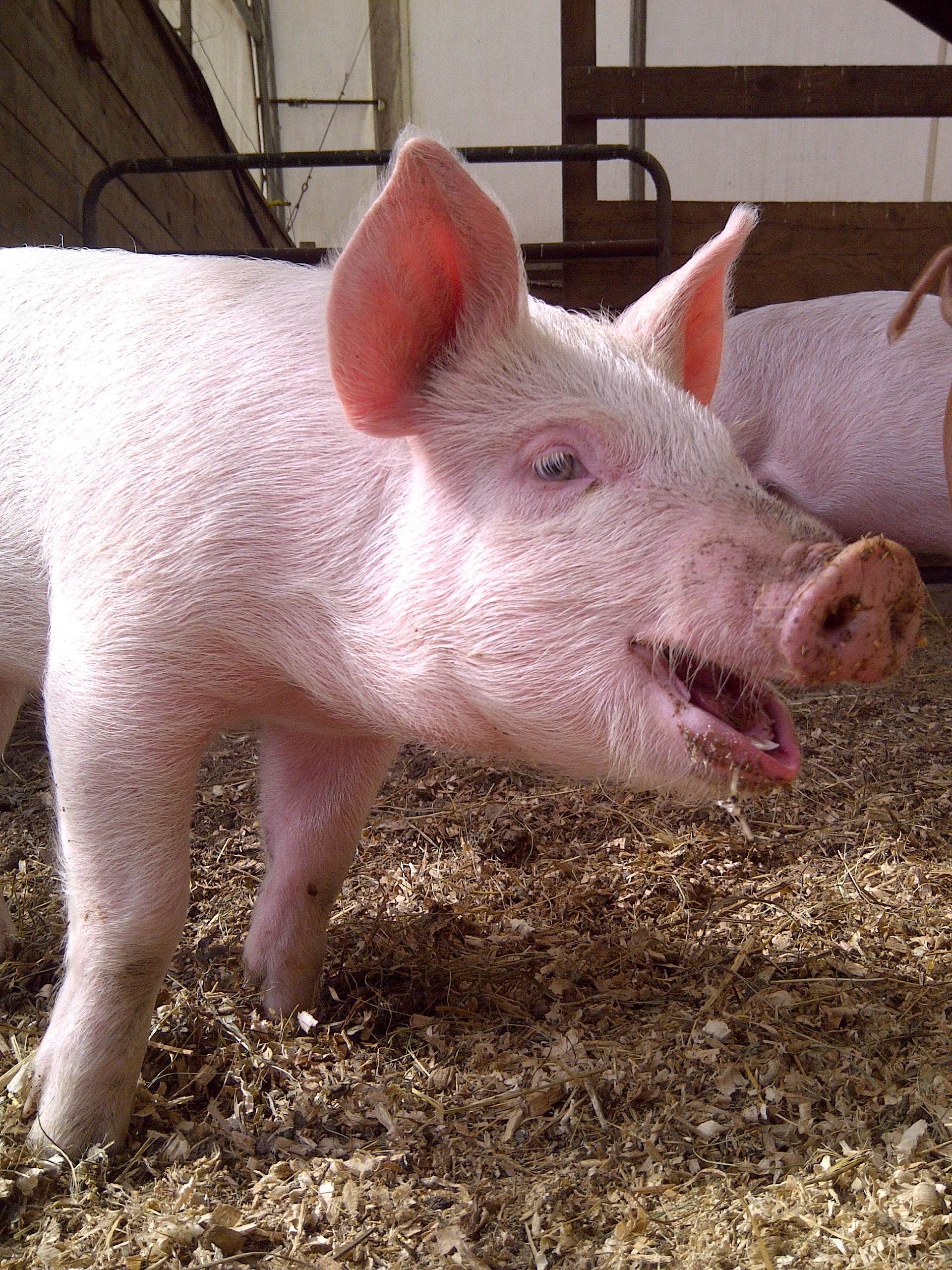 Researchers test organic vs. inorganic microminerals fed to pigs ...